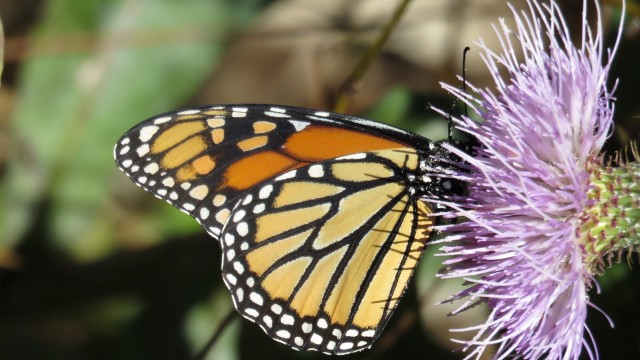 Monarch Butterfly Meditation - Where to Watch Movie