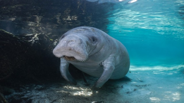 Manatees and Springs: Experiencing Wild Florida - Where to Watch Movie