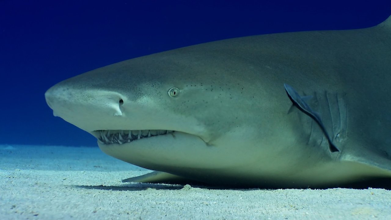 Shark Shooters - Where to Watch Movie