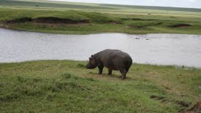 Nature's Great Events: The Great Journeys - Where to Watch Movie