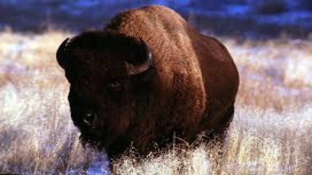 Fabulous Animals: Myths & Legends - The Bison - Where to Watch Movie