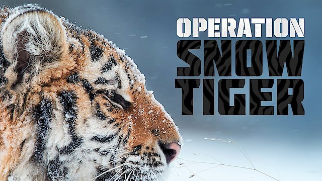 Operation Snow Tiger - Where To Watch TV Show