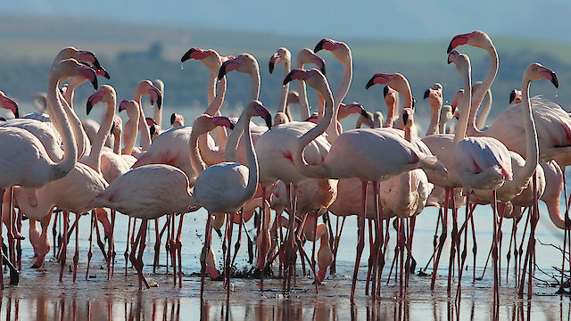 Wild Spain - Where To Watch TV Show